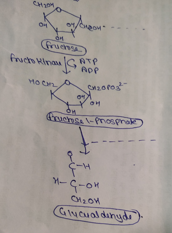 1. Diagram the process of sucrose breakdown into glucose and fructose ...