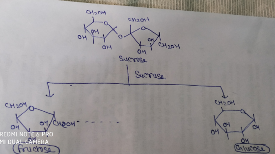 1. Diagram the process of sucrose breakdown into glucose and fructose ...