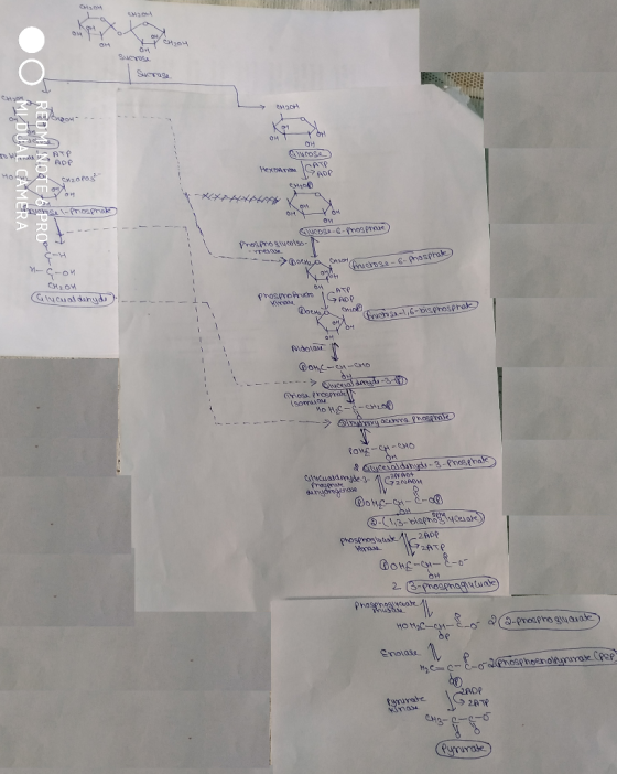 1. Diagram the process of sucrose breakdown into glucose and fructose ...