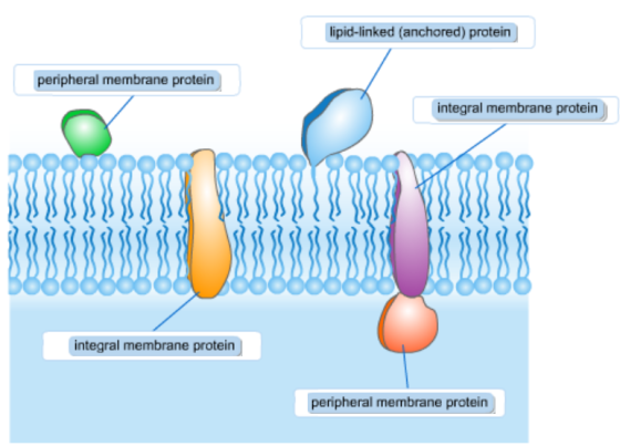 The protein content of most plasma membranes is, on average, about 50% ...