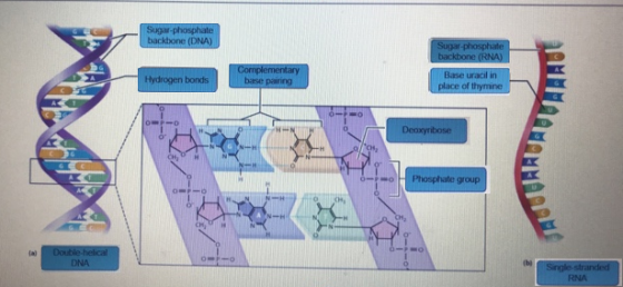 Art-Labeling Activity: Structure of the nucleic acids DNA and RNA Reset ...