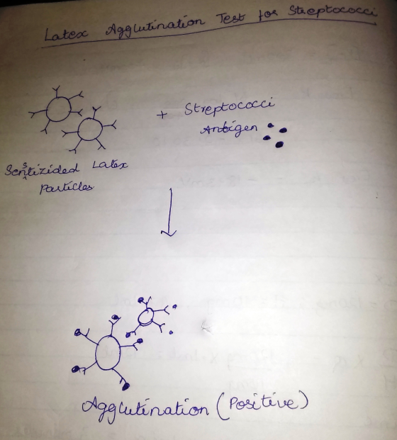 Describe the sensitized latex particle used in the strep grouping test ...