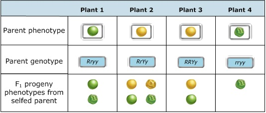 Part A - Deducing phenotypes and genotypes of selfed parents Mendel ...