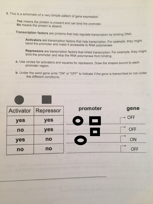 3. This is a schematic of a very simple pattern of gene expression. Yes ...