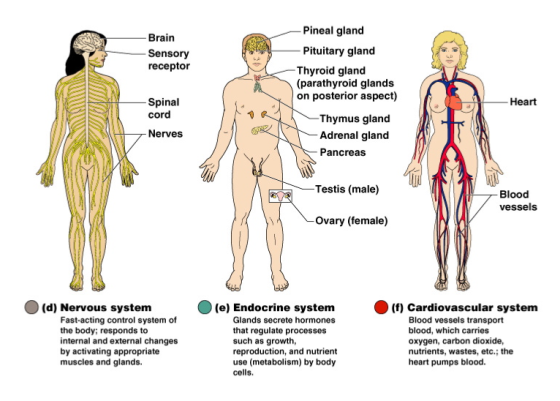what-are-the-5-major-organ-systems-in-the-human-body-zuoti-pro