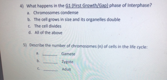 4) What happens in the G1 (First Growth/Gap) phase of Interphase? a ...