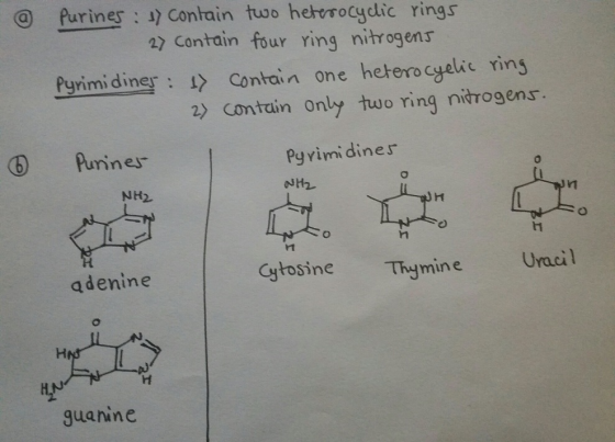 (a) Identify the structural features of purines and pyrimidines. (Check ...