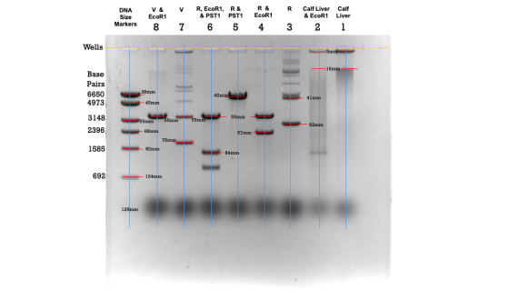 What happens when vector DNA is digested with EcoRI and what does this ...