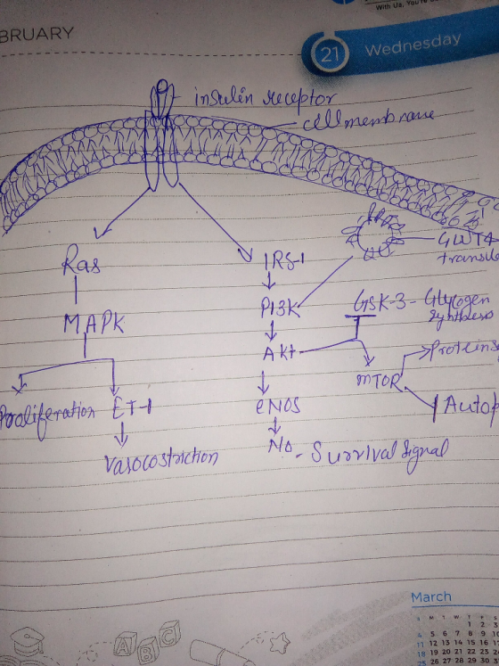 An insulin receptor that is always a dimer is MOST LIKELY to cause what ...