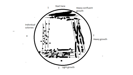 If performed correctly, the streak plate technique results in the ...