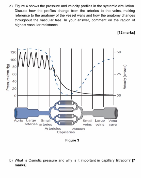 a) Figure 4 shows the pressure and velocity profiles in the systemic ...